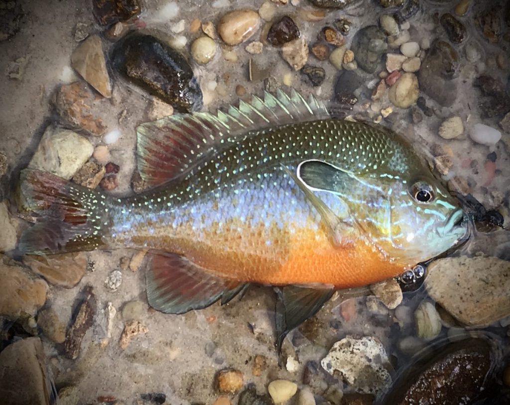 Bass & Panfish Gallery - The Fat Fingered Fly Tyer