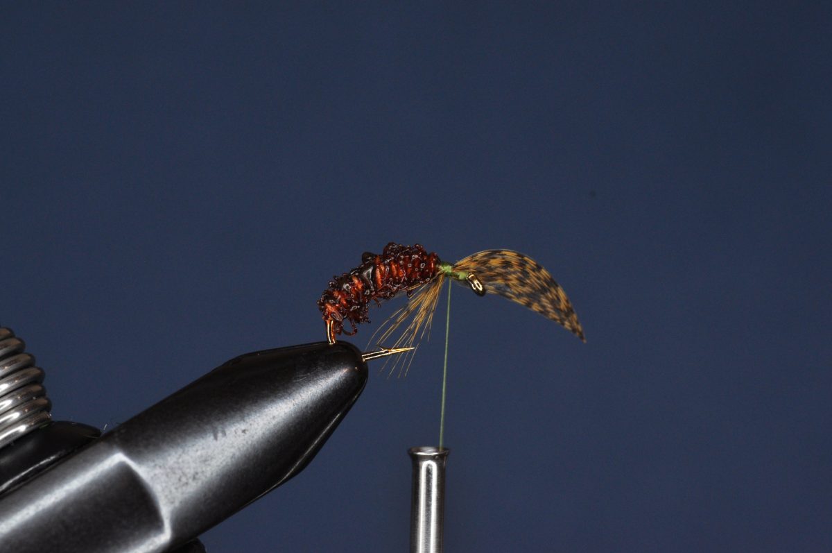 Burnt Chenille Cased Caddis Step-by-Step - The Fat Fingered Fly Tyer