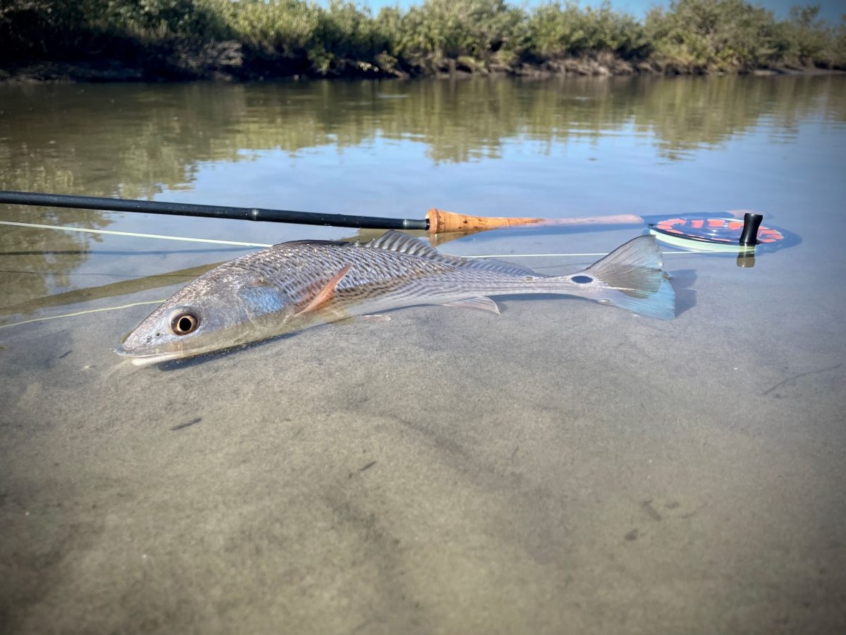 Redfish Pics | Page 6 | The North American Fly Fishing Forum ...