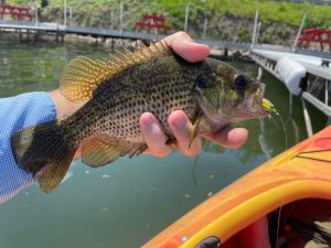 Bass & Panfish Gallery - The Fat Fingered Fly Tyer