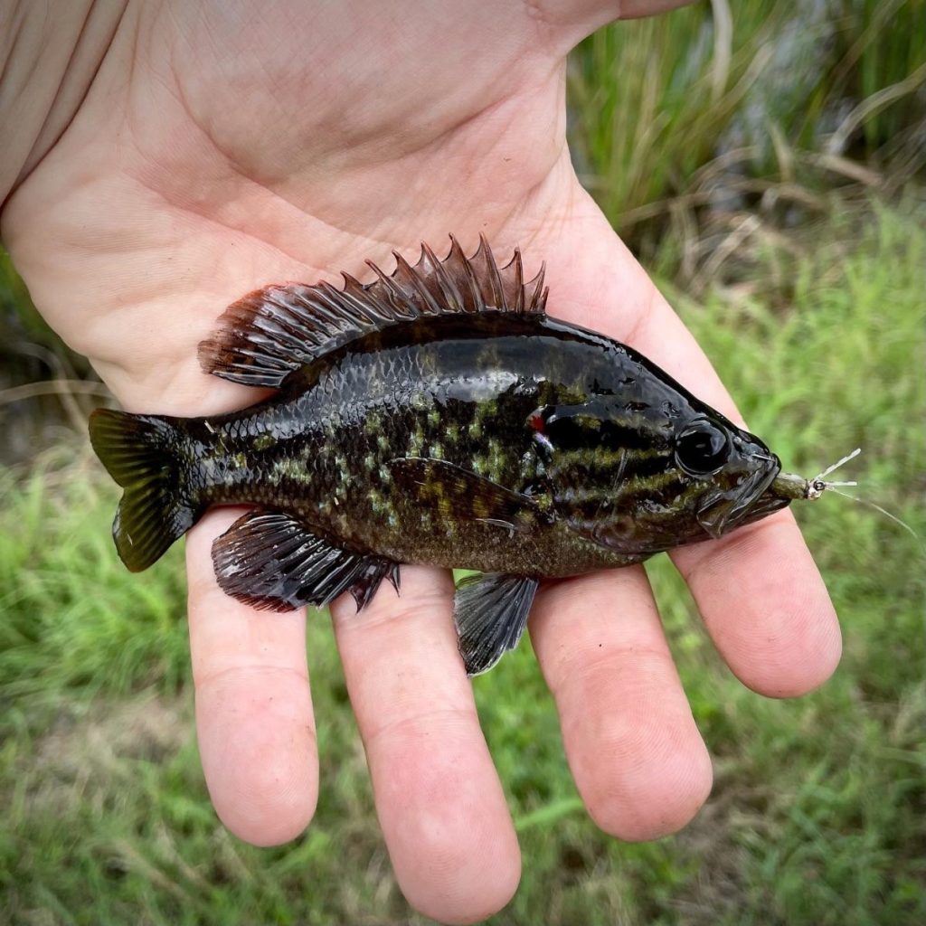 Sunfish on the Fly - The Fat Fingered Fly Tyer
