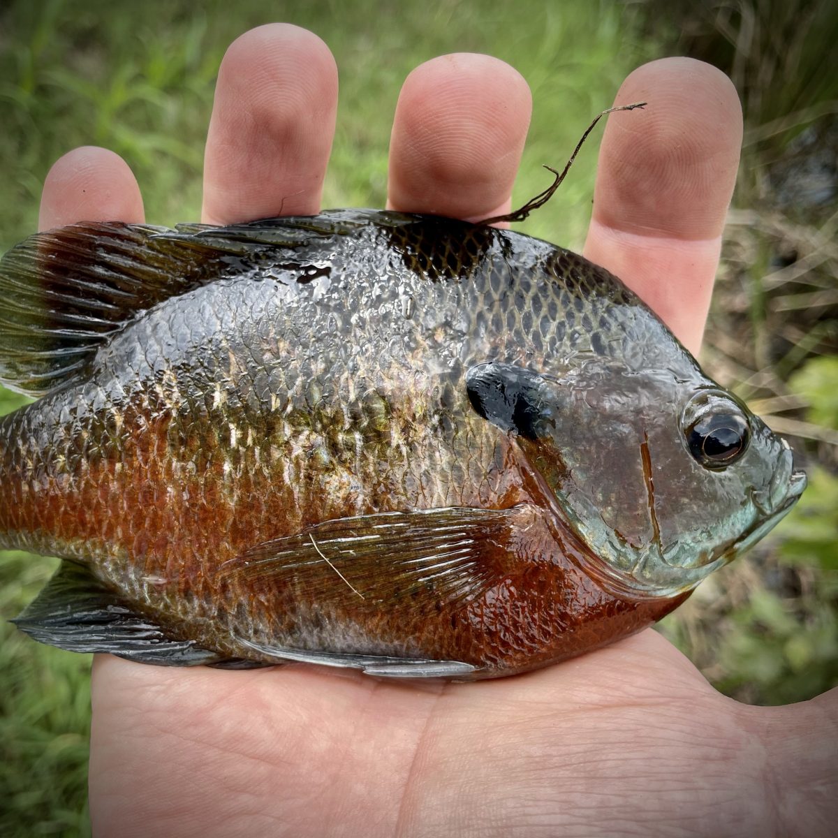 Sunfish on the Fly - The Fat Fingered Fly Tyer