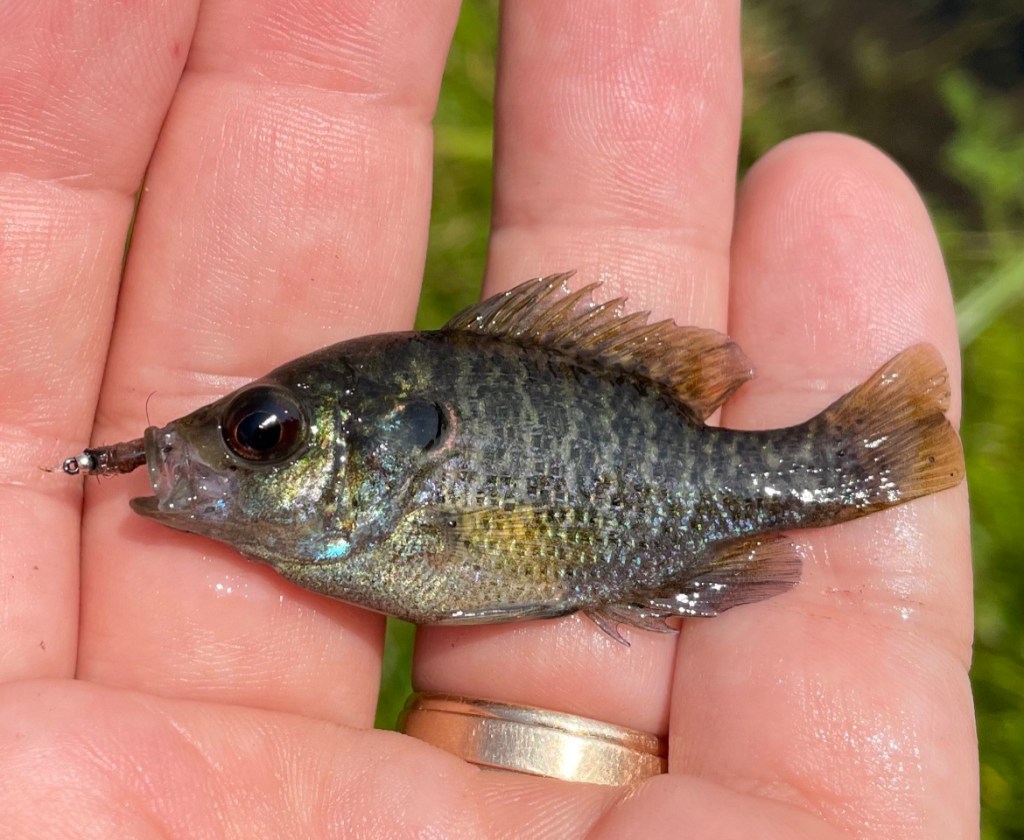 Bass & Panfish Gallery - The Fat Fingered Fly Tyer
