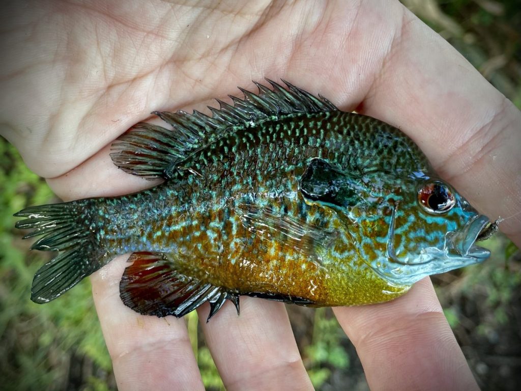 Bass & Panfish Gallery - The Fat Fingered Fly Tyer