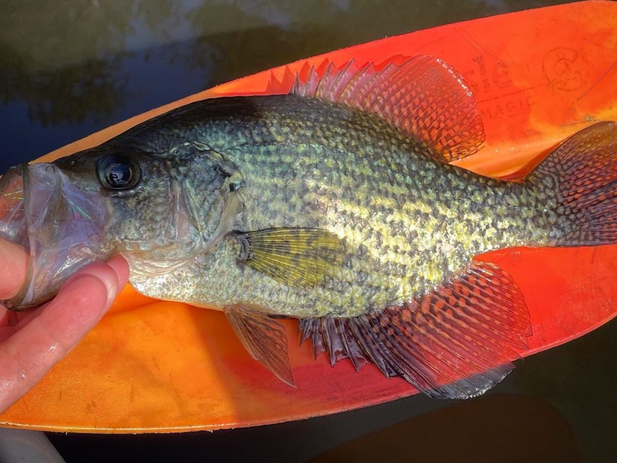 Bass & Panfish Gallery - The Fat Fingered Fly Tyer